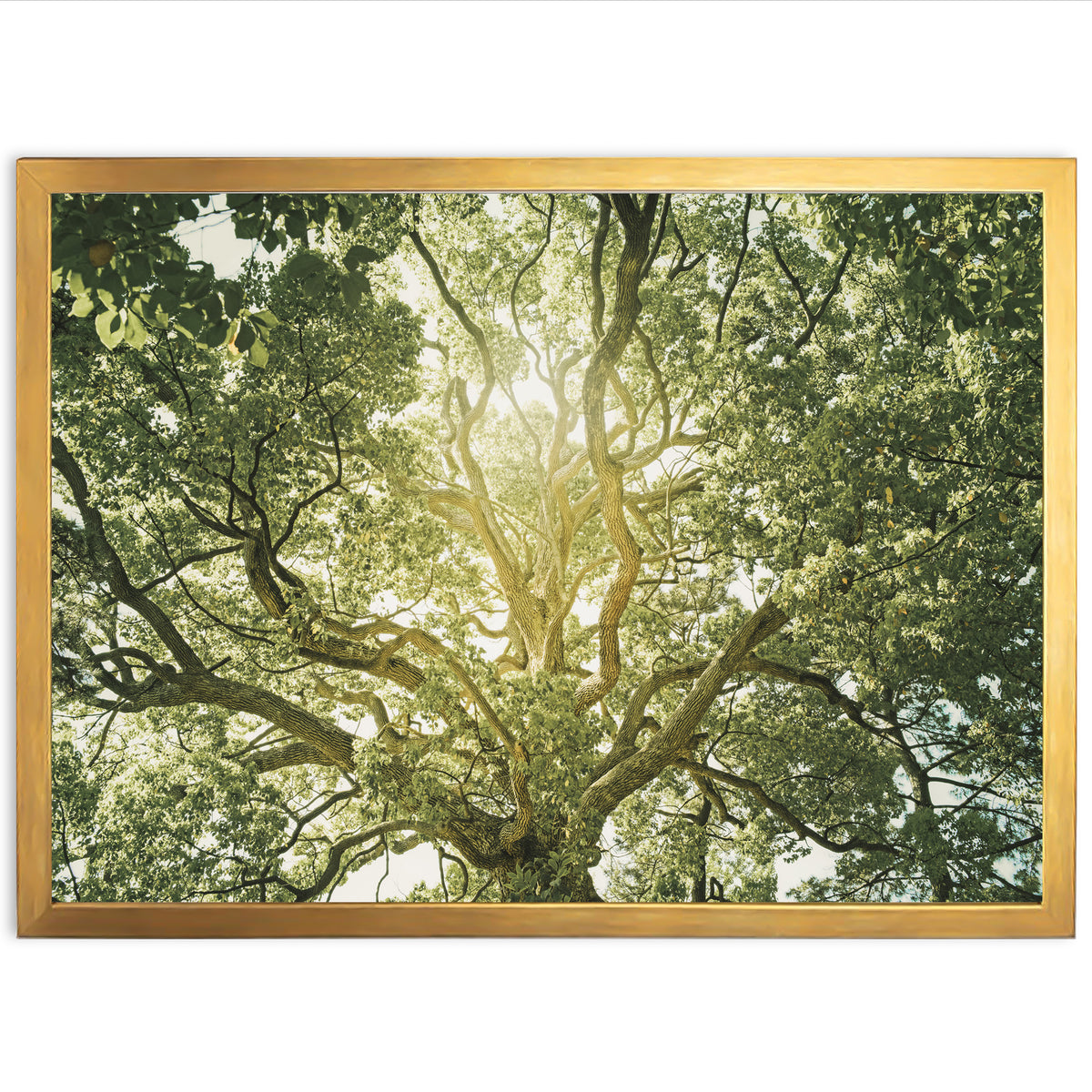 Forest Wall Art Photography | Shutter & Frame | Tree of Life