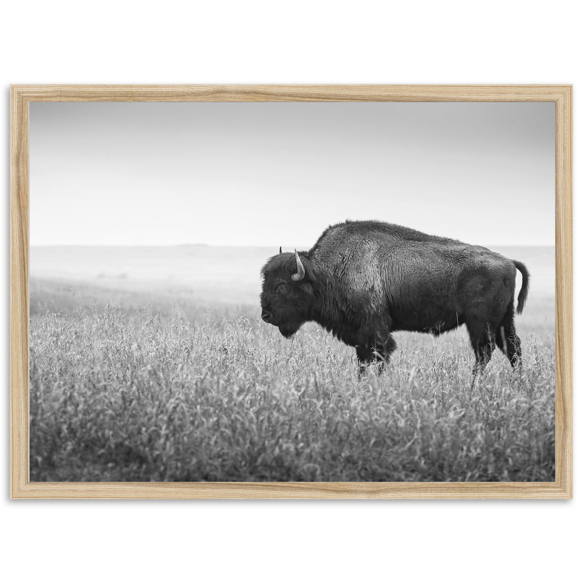 American Bison II