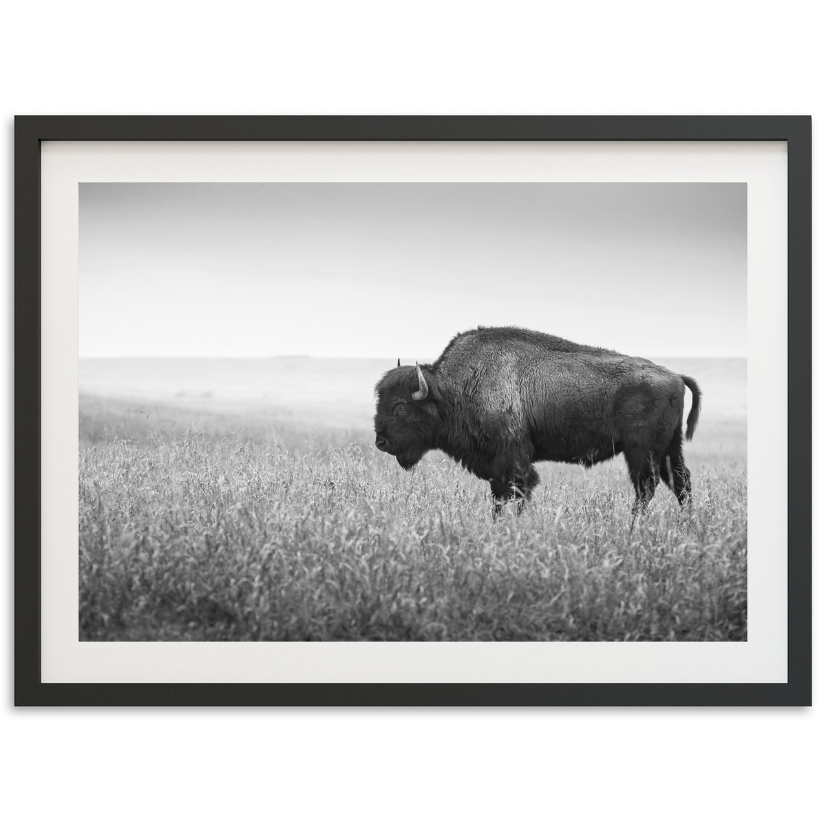American Bison II